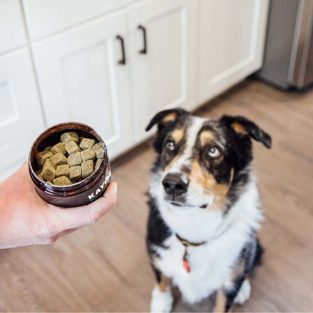 Kayode | Functional Modern Dog Supplements